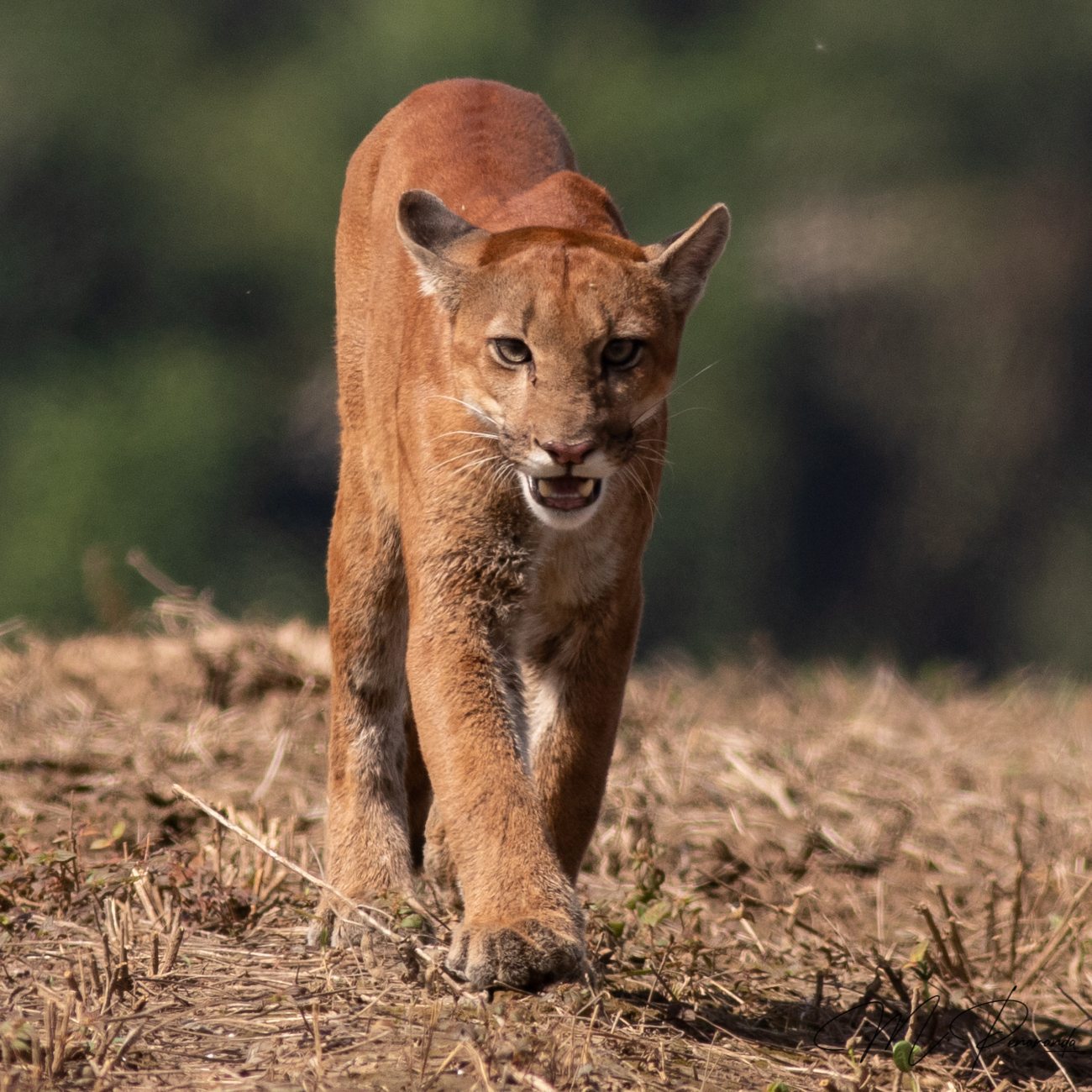 Wildlife Tourism in Bolivia - The Ultimate Guide