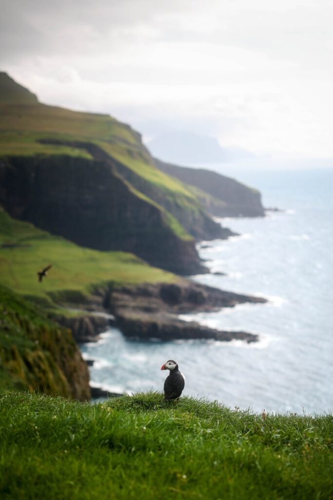 How to Spot the Majestic Puffin Birds in the Faroe Islands